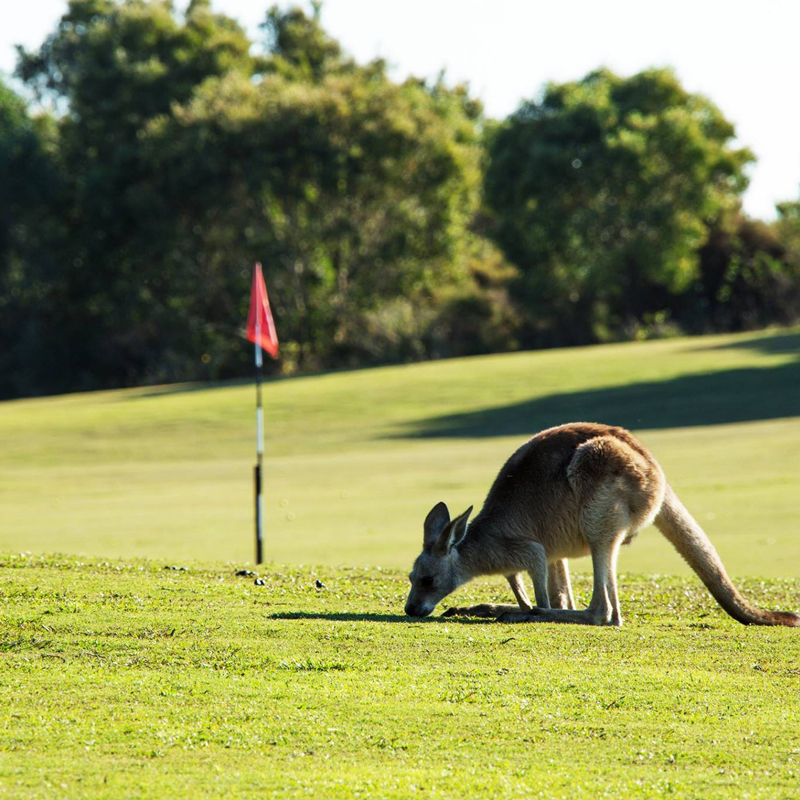Golf tour packages Australia, New Zealand focusing on Outback Queensland